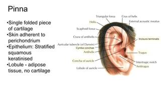 Applied anatomy of external ear | PPTX