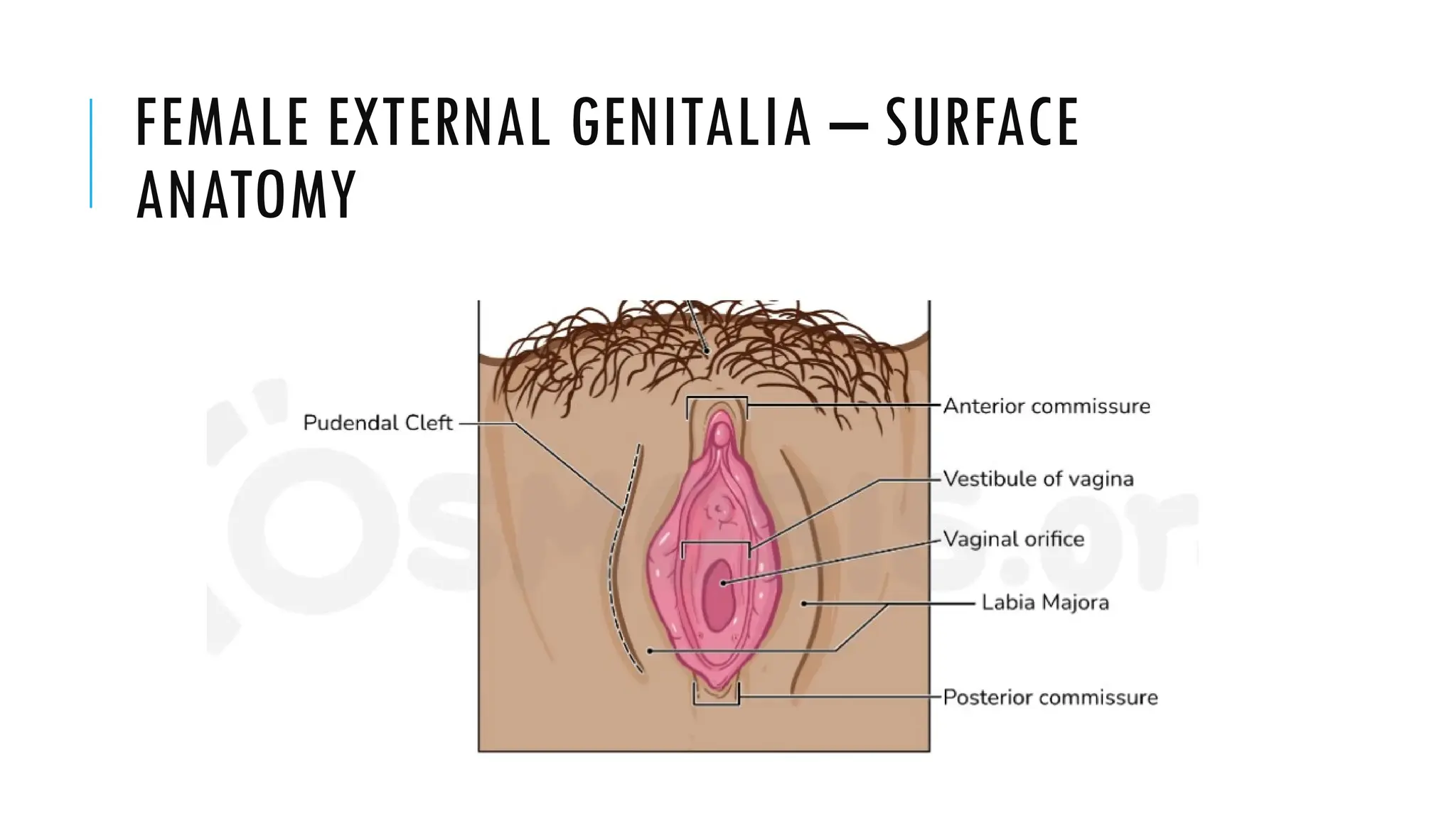 APPLIED ANATOMY OF external female genitalia.pptx | Reproductive Health | Diseases and Conditions