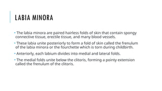 APPLIED ANATOMY OF external female genitalia.pptx | Reproductive Health ...