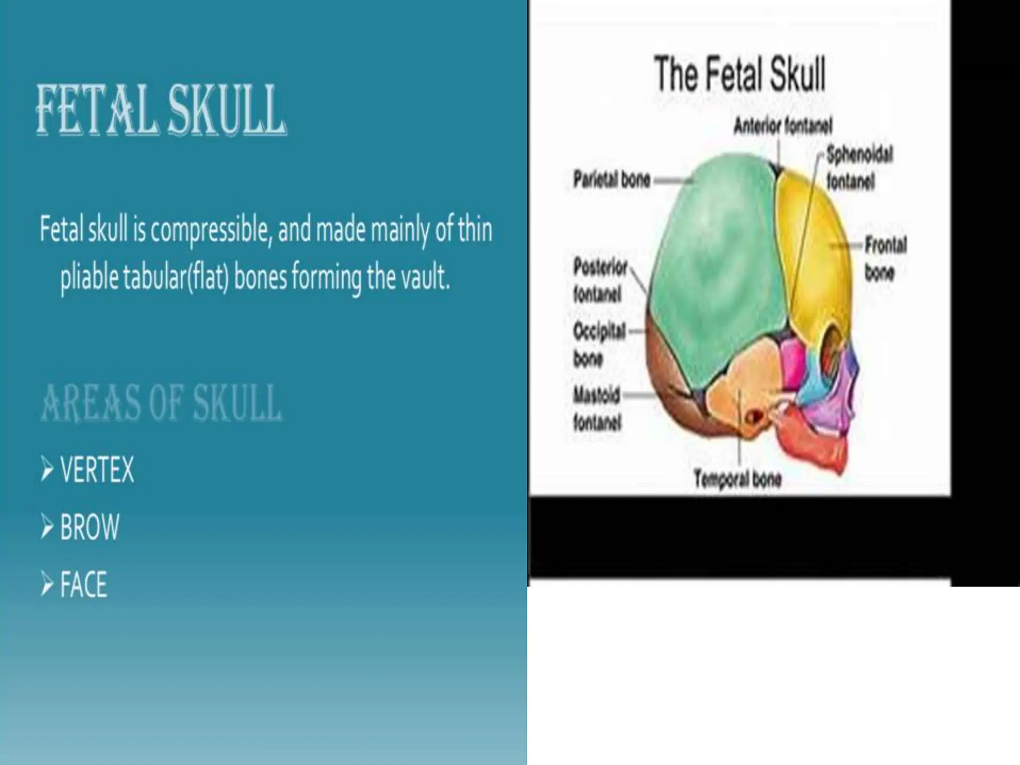 applied anatomy of fetal skull 12345.pptx