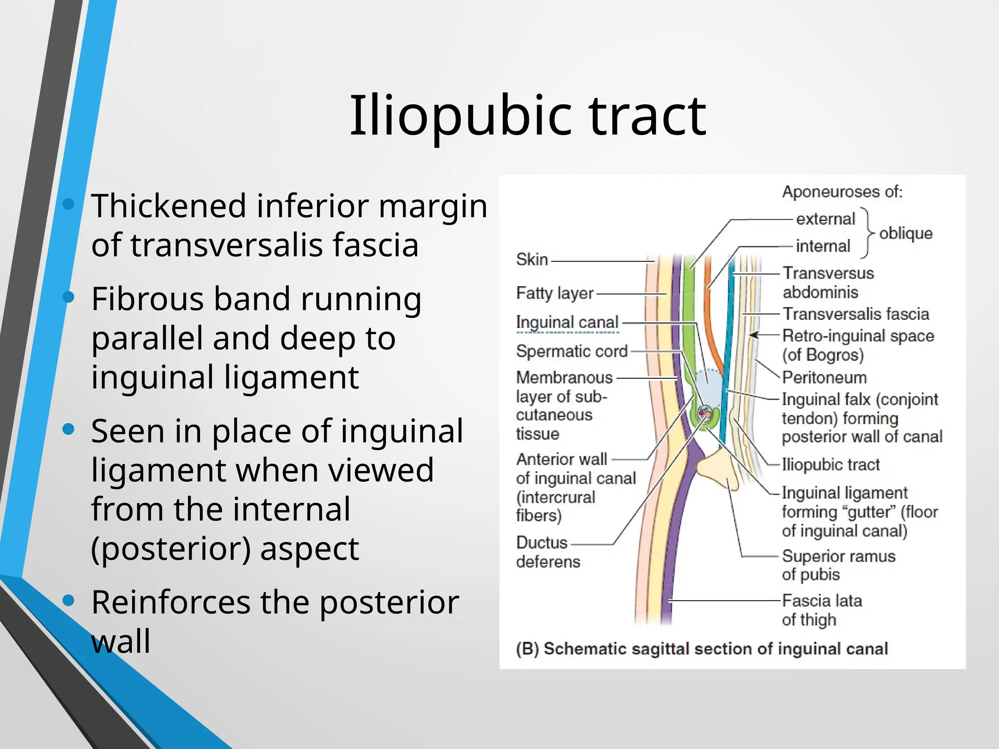 Applied anatomy of inguinal hernias.pptx