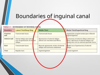 Applied anatomy of inguinal hernias.pptx
