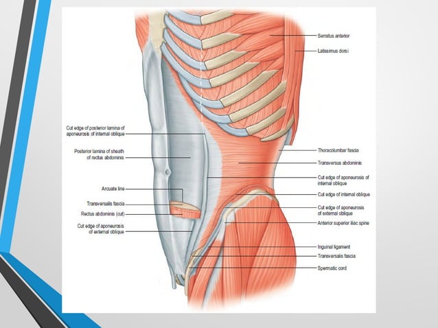 Applied anatomy of inguinal hernias.pptx