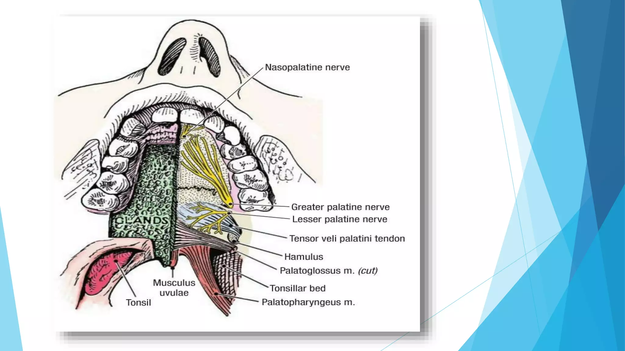 Applied anatomy of maxillary nerve | PPTX