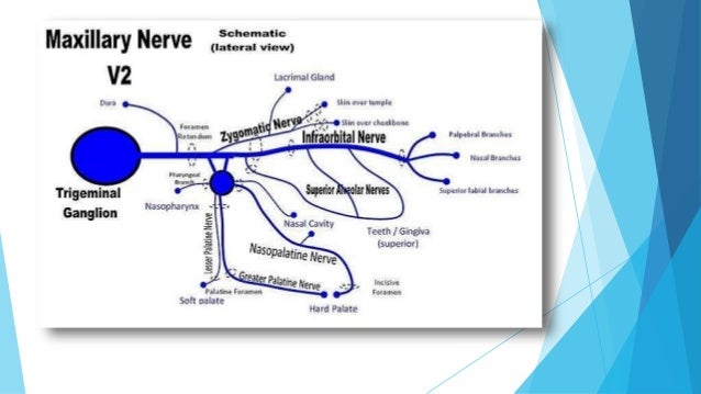Applied anatomy of maxillary nerve
