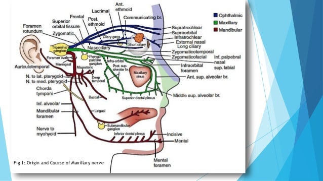 Applied anatomy of maxillary nerve