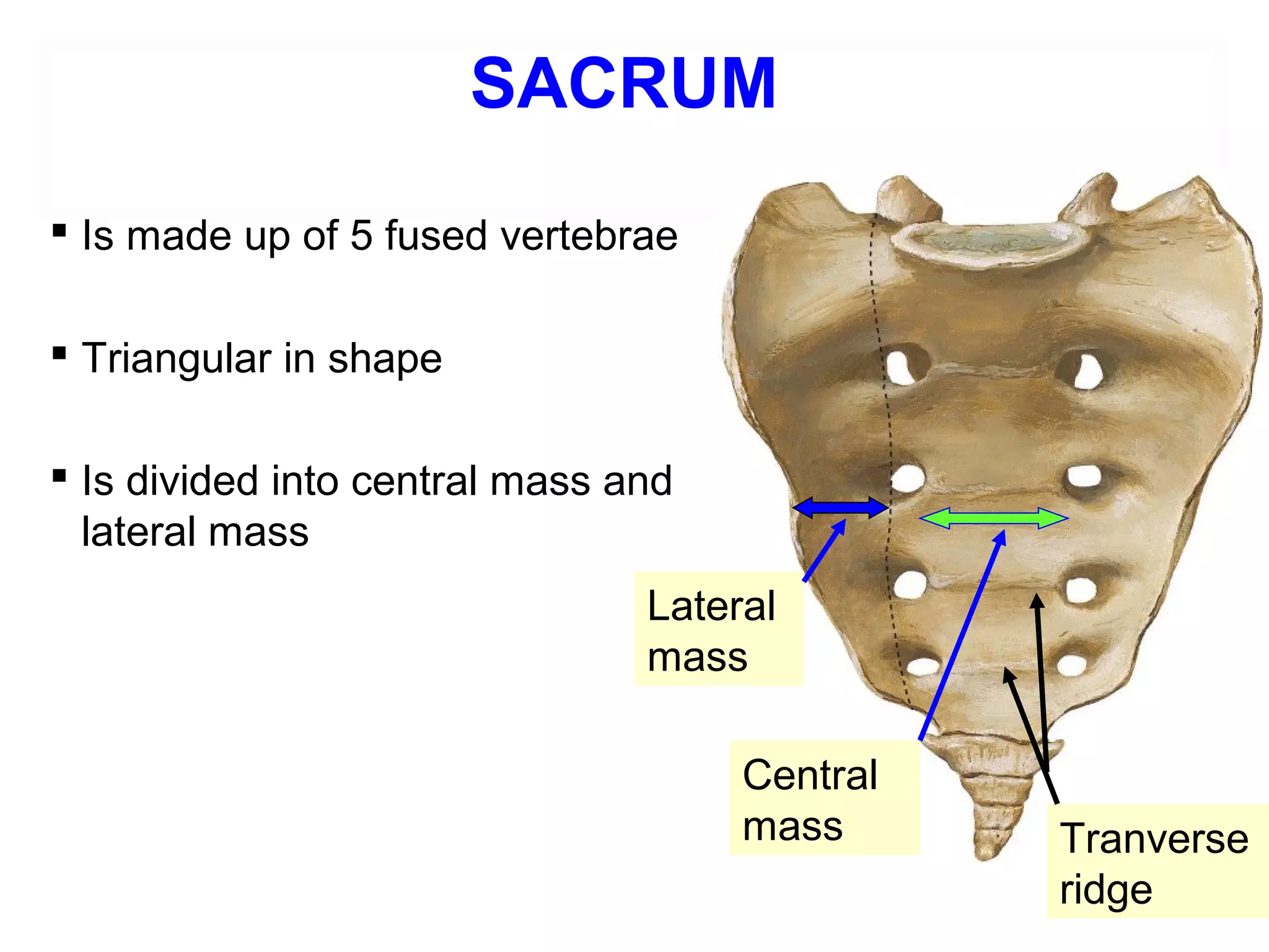Applied anatomy of pelvis and fetal skull | PPT