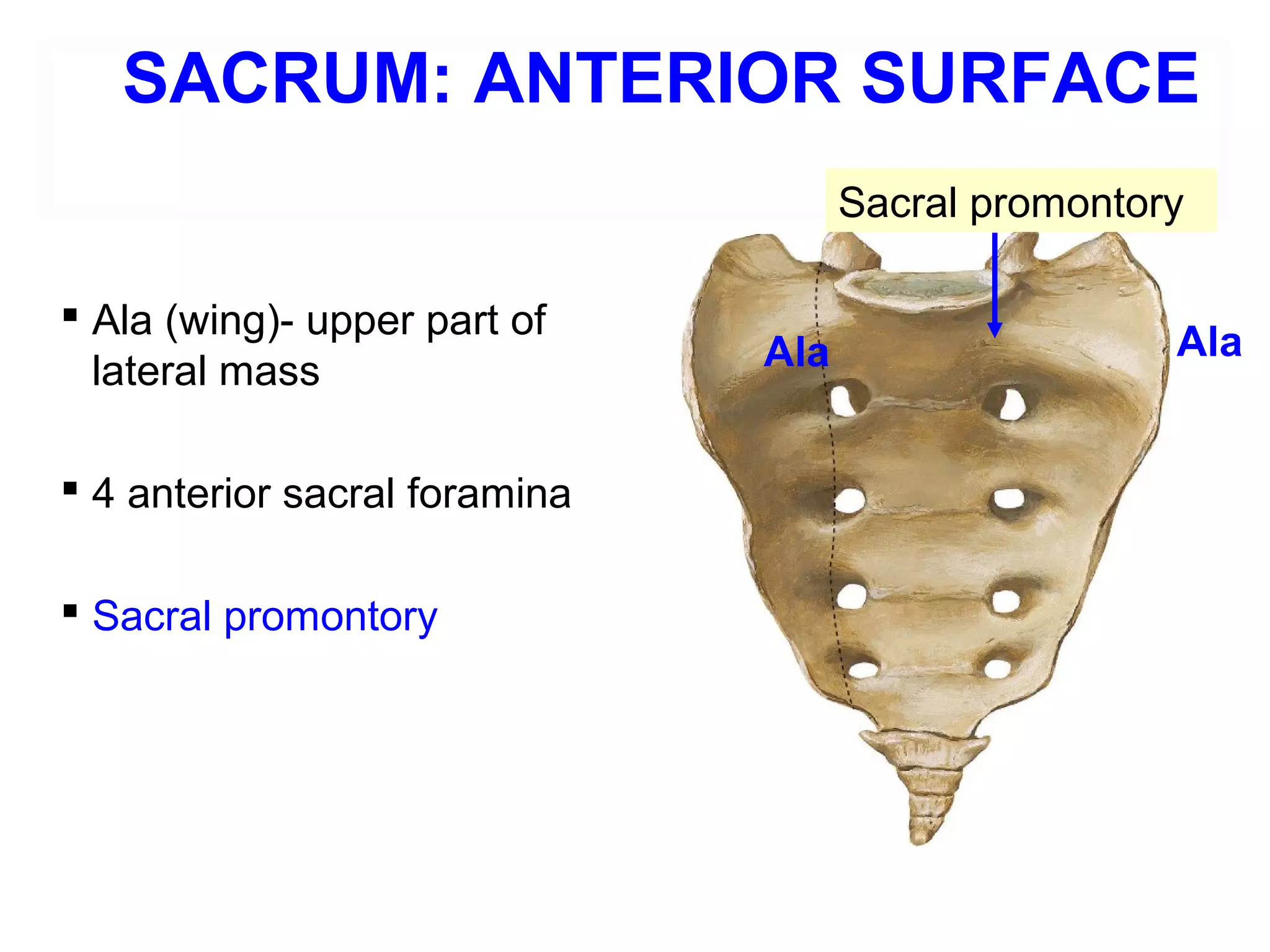 Applied anatomy of pelvis and fetal skull | PPT