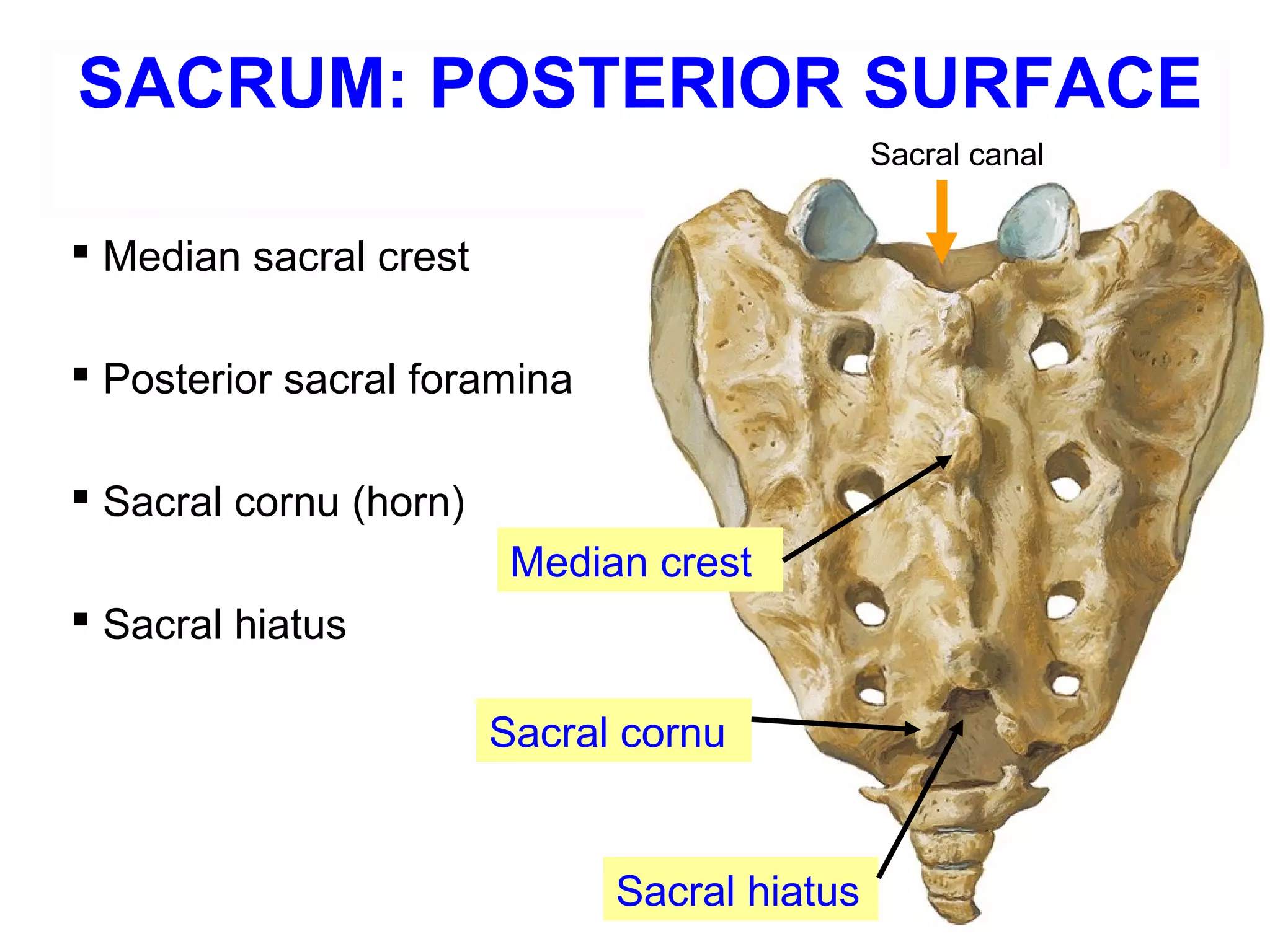 Applied anatomy of pelvis and fetal skull | PPT