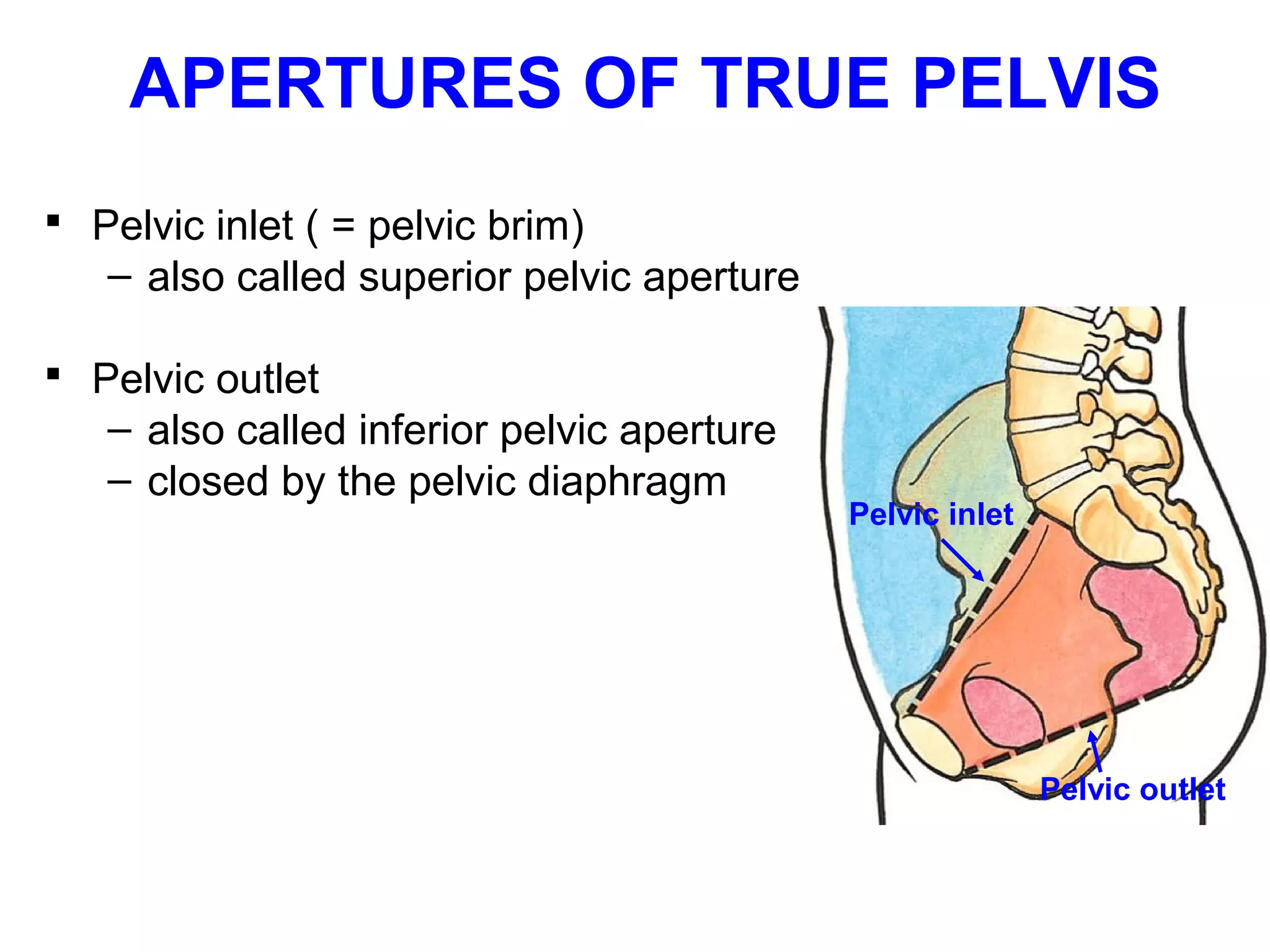 Applied anatomy of pelvis and fetal skull | PPT