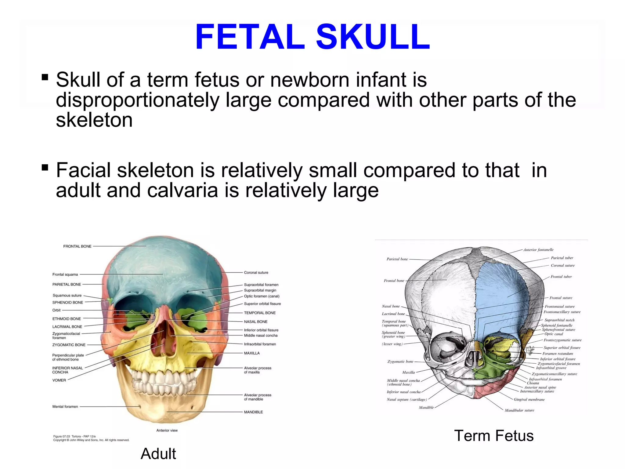 Applied anatomy of pelvis and fetal skull | PPT