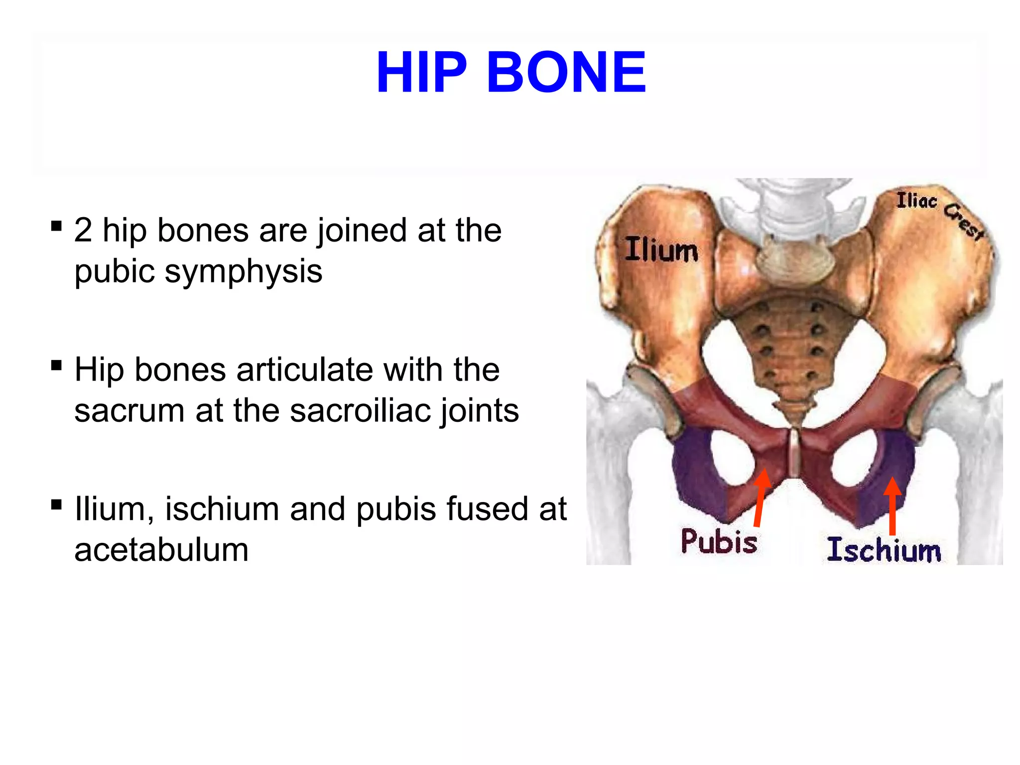 Applied anatomy of pelvis and fetal skull | PPT