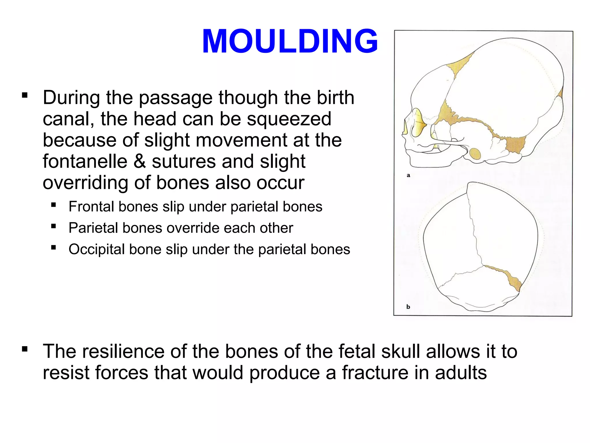Applied anatomy of pelvis and fetal skull | PPT