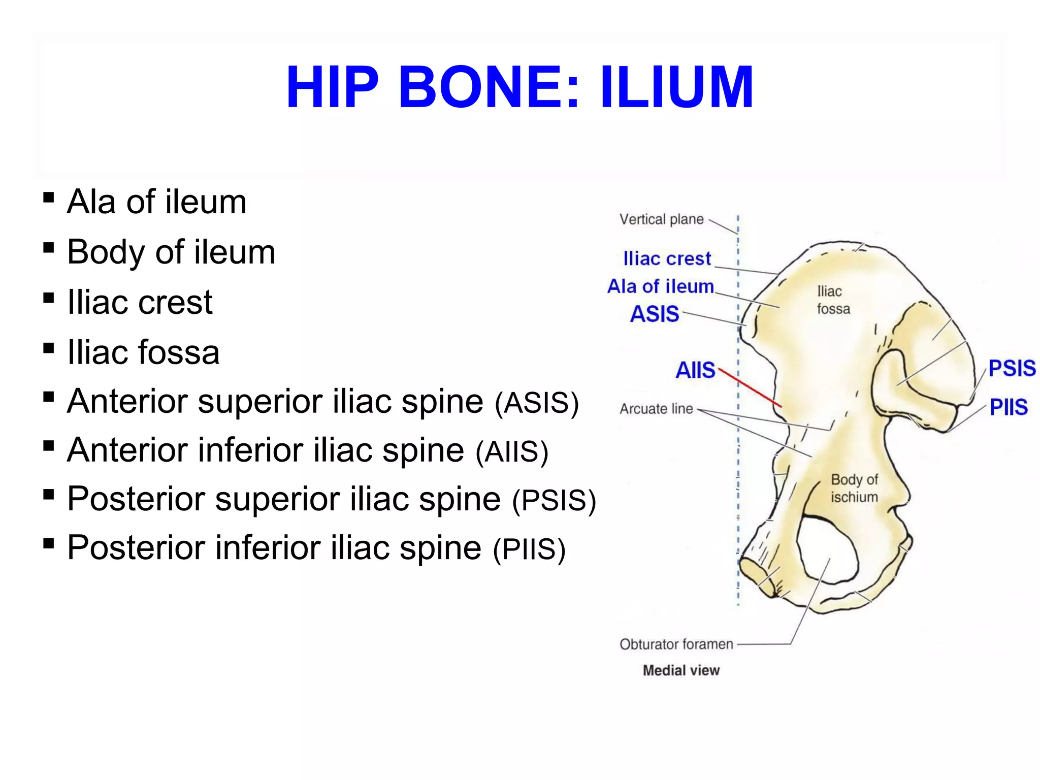 Applied anatomy of pelvis and fetal skull | PPT