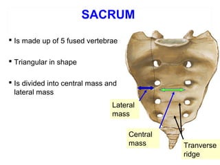 Applied anatomy of pelvis and fetal skull | PPT