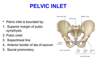 Applied anatomy of pelvis and fetal skull | PPT