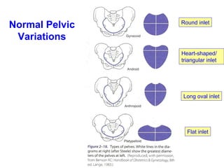Applied anatomy of pelvis and fetal skull | PPT