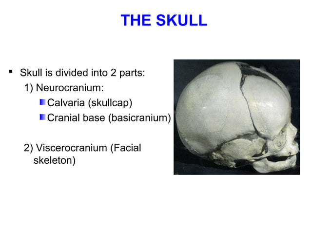 Applied anatomy of pelvis and fetal skull | PPT