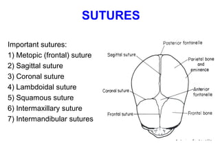 Applied anatomy of pelvis and fetal skull | PPT