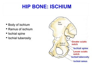 Applied anatomy of pelvis and fetal skull | PPT