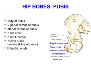 Applied anatomy of pelvis and fetal skull | PPT