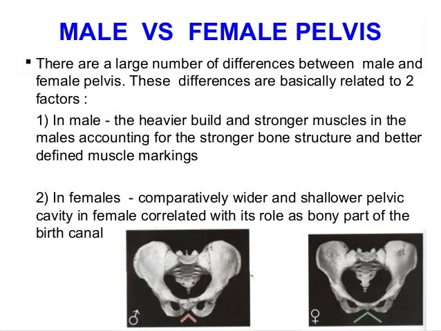 Difference Between Male And Female Pelvis
