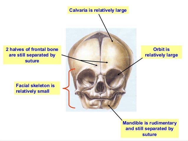 Applied anatomy of pelvis and fetal skull
