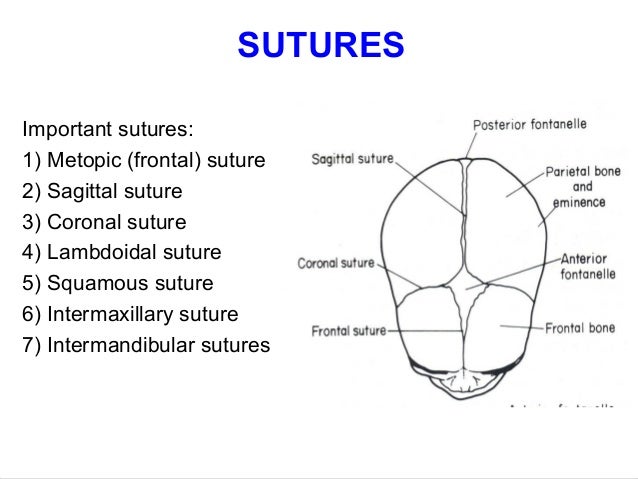 Applied anatomy of pelvis and fetal skull