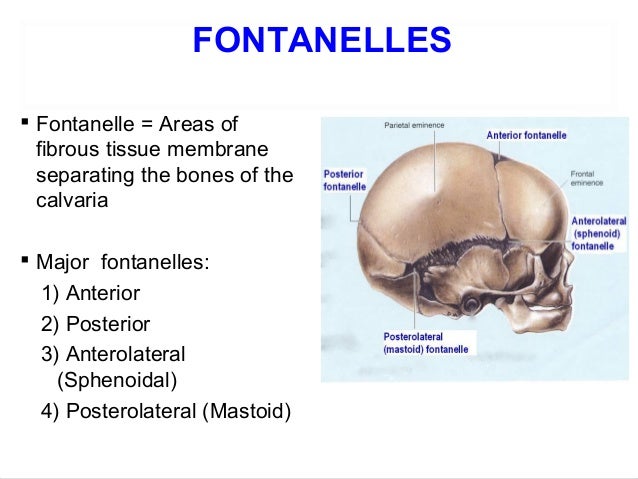 Applied anatomy of pelvis and fetal skull