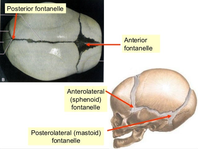 Applied anatomy of pelvis and fetal skull