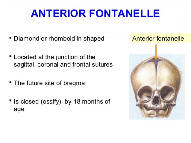 Applied anatomy of pelvis and fetal skull