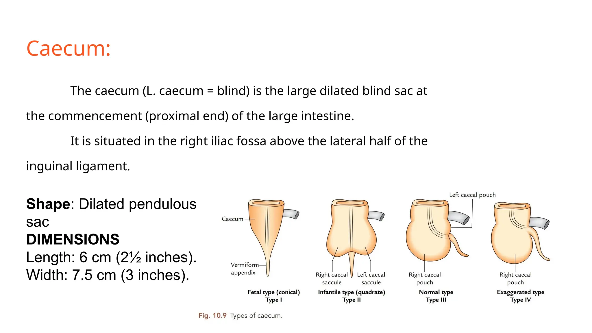 Applied Anatomy of Right Iliac Fossa, Small Bowel and Large Bowel..pptx