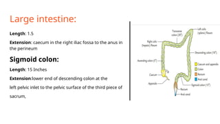 Applied Anatomy of Right Iliac Fossa, Small Bowel and Large Bowel..pptx