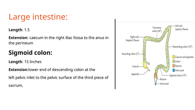 Applied Anatomy of Right Iliac Fossa, Small Bowel and Large Bowel..pptx