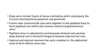 Applied anatomy of the lower limb venous system-1.pptx