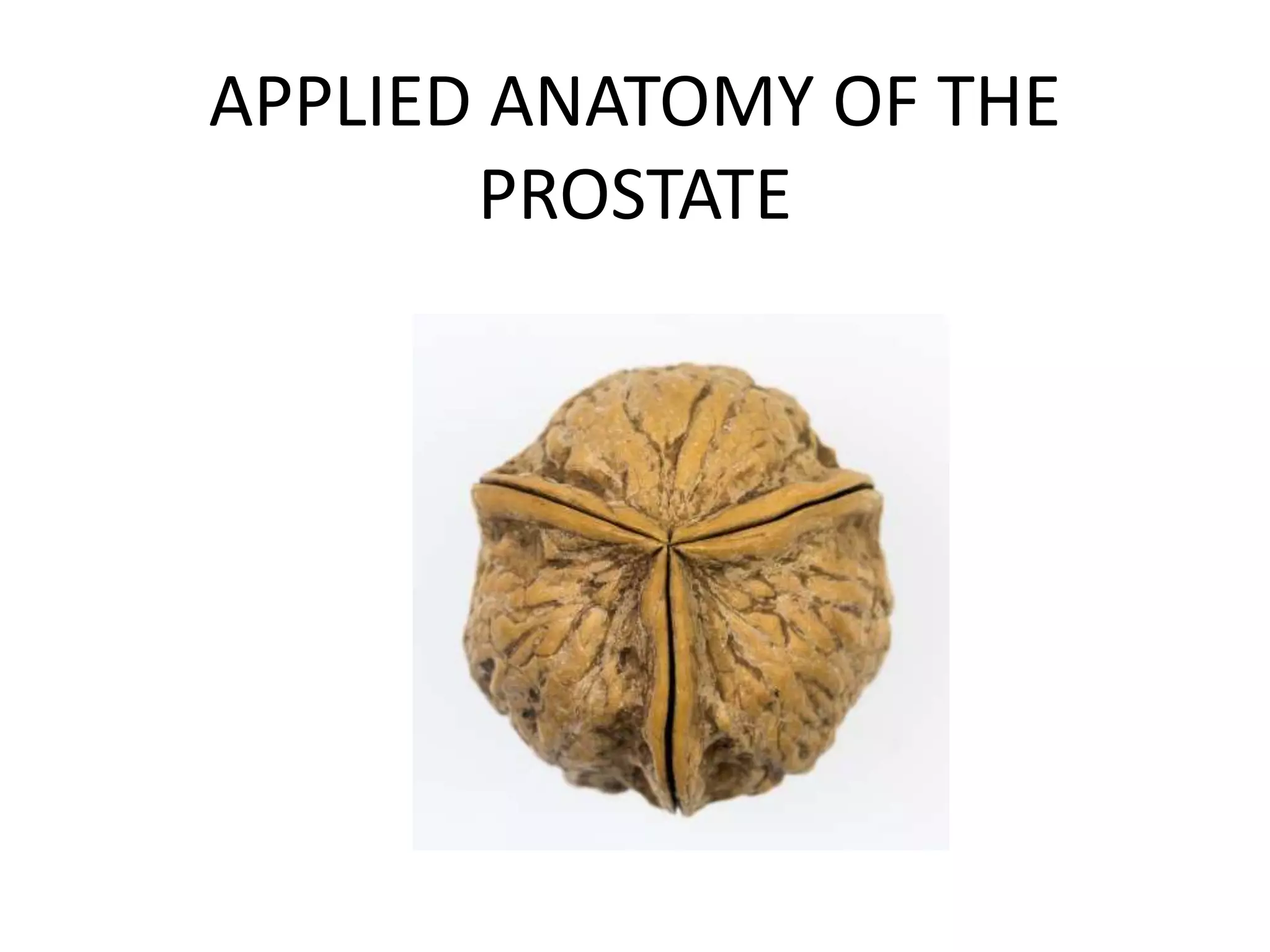 Applied anatomy of the prostate and seminal vesicles | PPTX