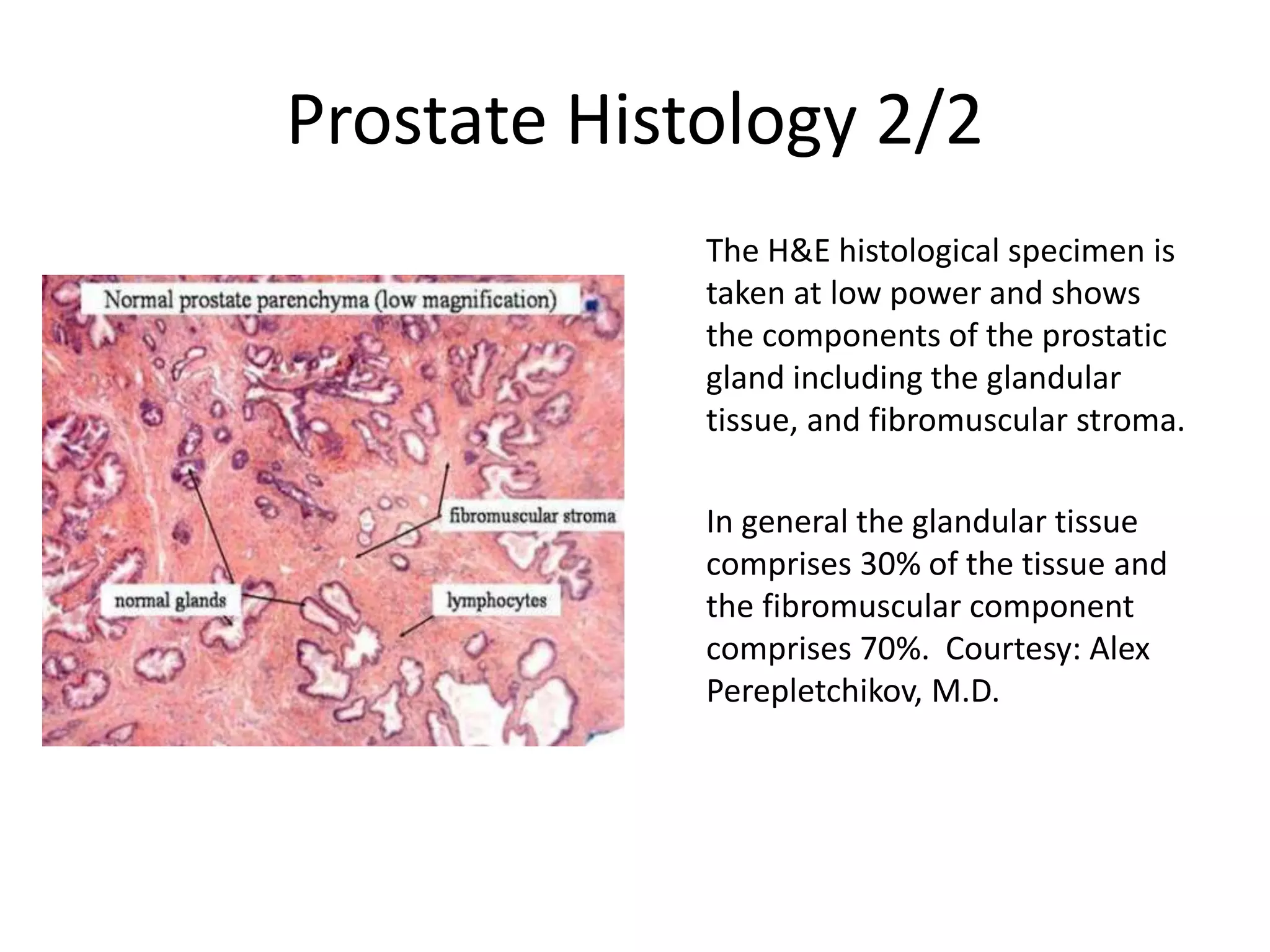 Applied anatomy of the prostate and seminal vesicles | PPTX