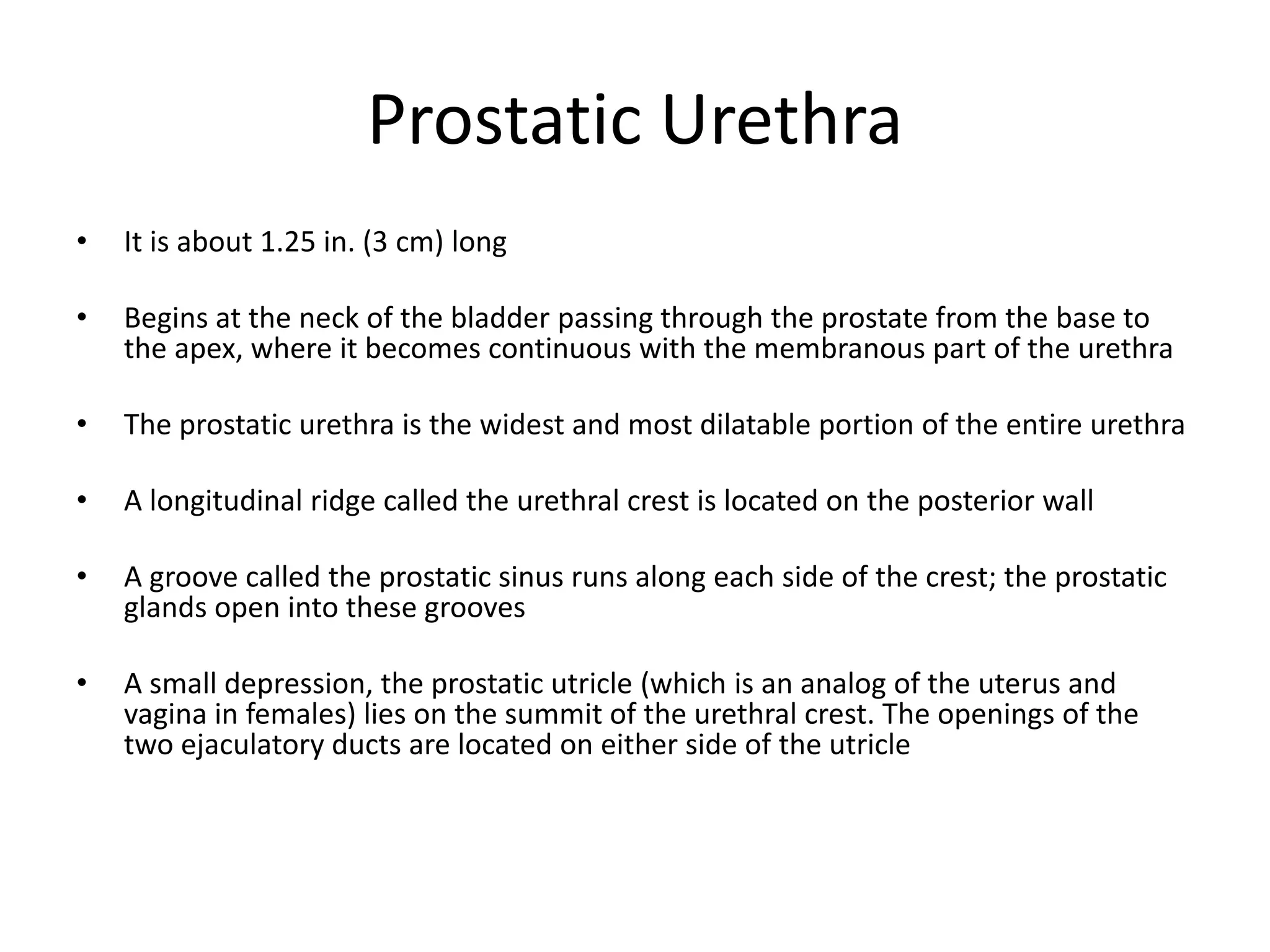 Applied anatomy of the prostate and seminal vesicles | PPTX
