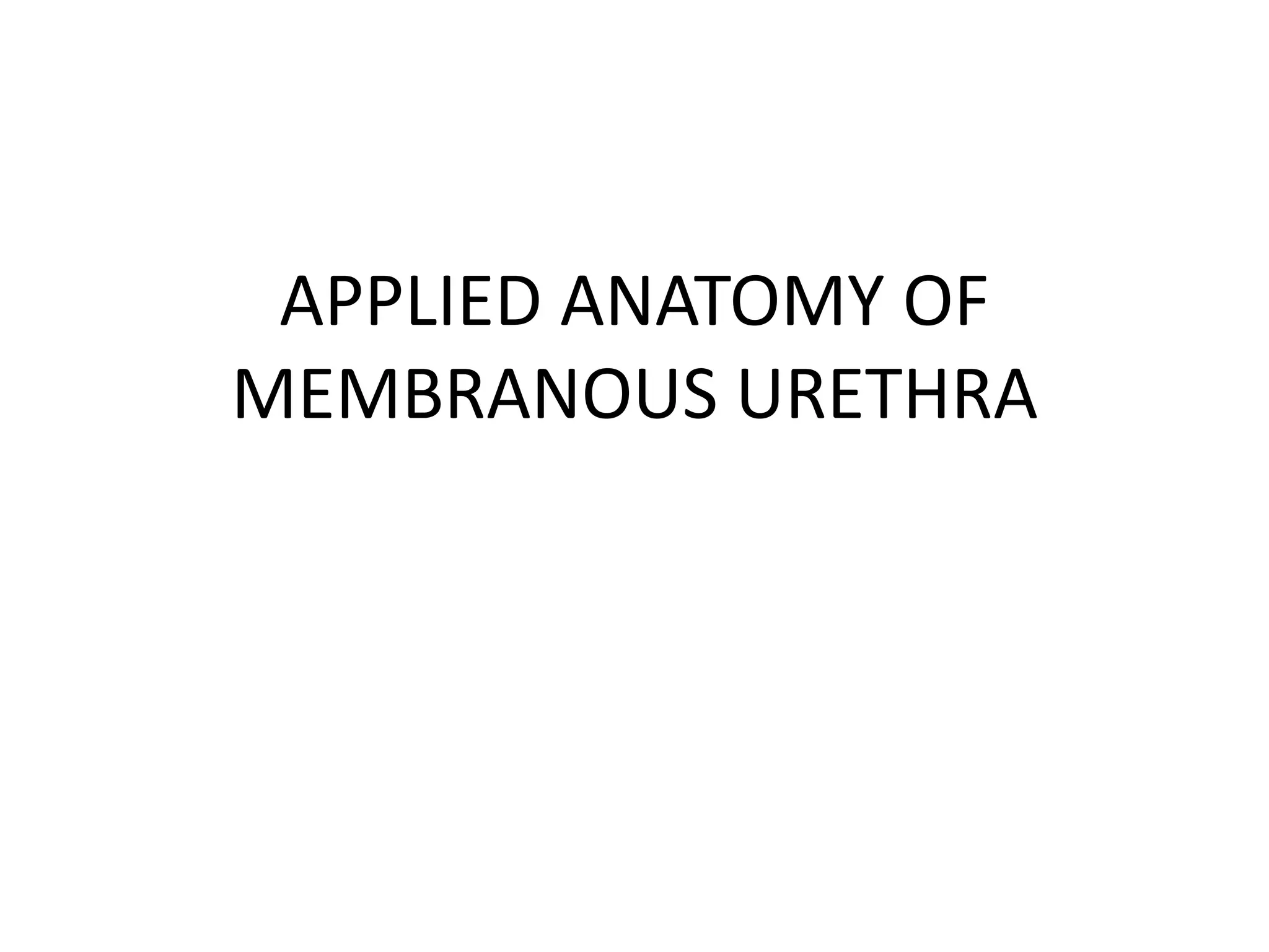 Applied anatomy of the prostate and seminal vesicles | PPTX