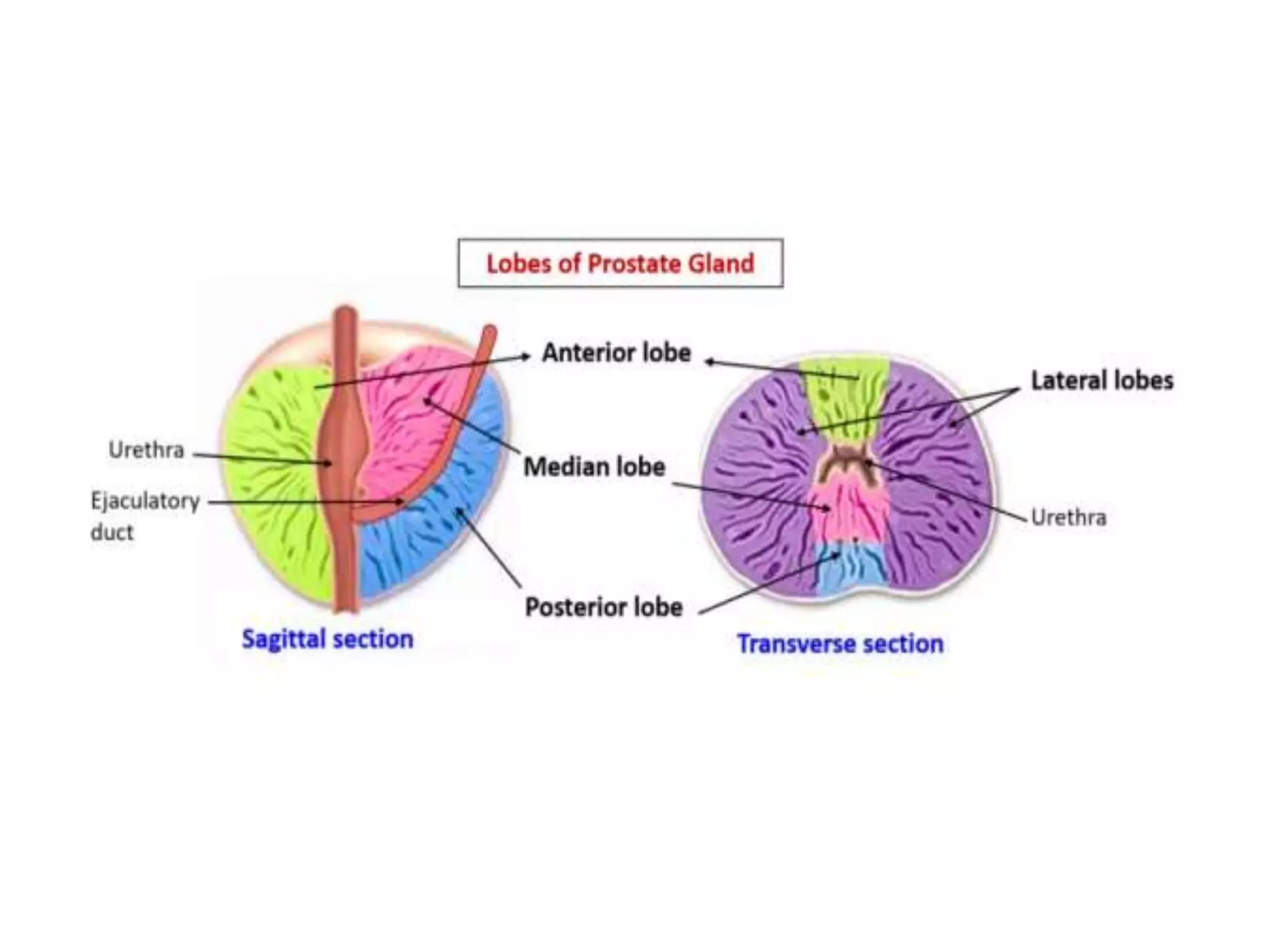 Applied anatomy of the prostate and seminal vesicles | PPTX