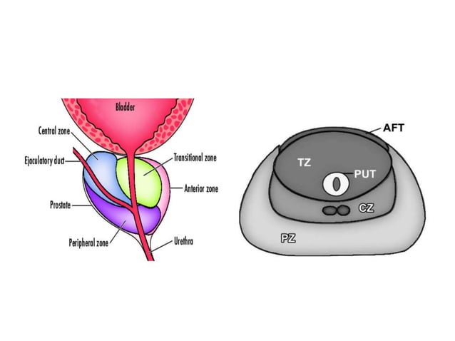 Applied anatomy of the prostate and seminal vesicles | PPTX