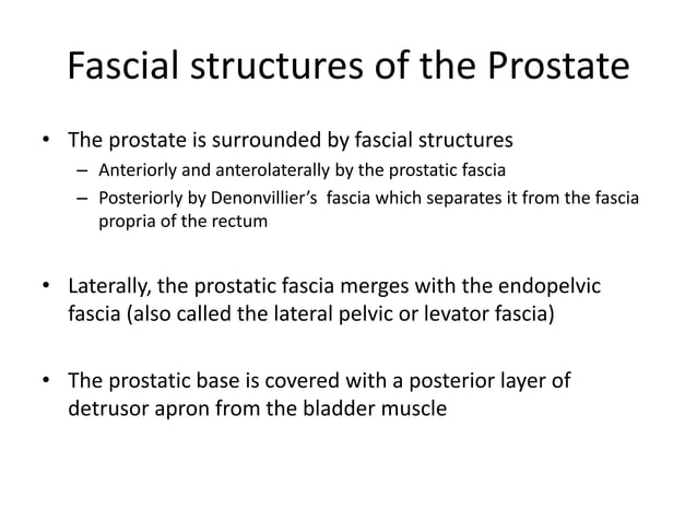 Applied anatomy of the prostate and seminal vesicles | PPTX