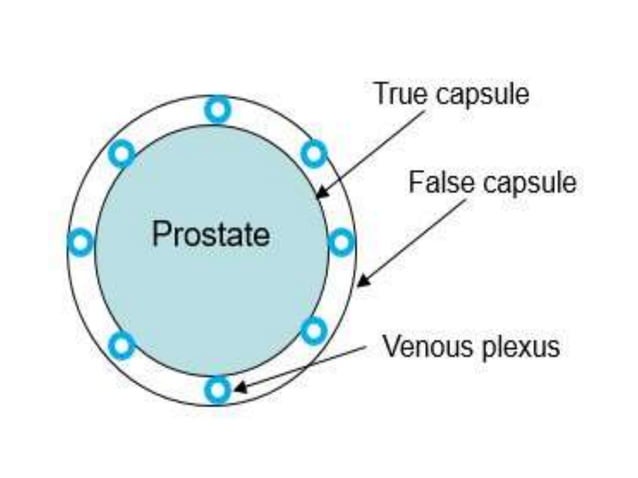 Applied anatomy of the prostate and seminal vesicles | PPTX