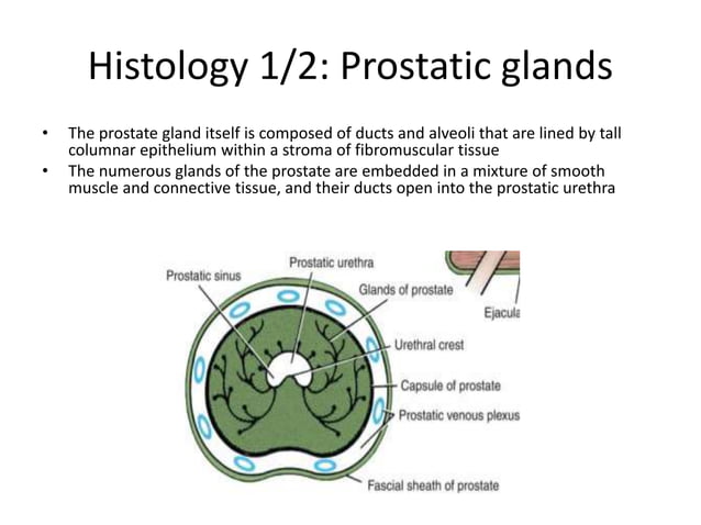 Applied anatomy of the prostate and seminal vesicles | PPTX