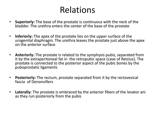 Applied anatomy of the prostate and seminal vesicles | PPTX