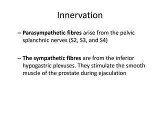 Applied anatomy of the prostate and seminal vesicles | PPTX