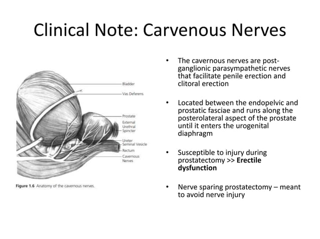 Applied anatomy of the prostate and seminal vesicles | PPTX