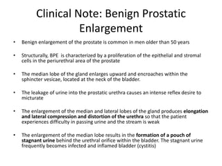 Applied anatomy of the prostate and seminal vesicles | PPTX
