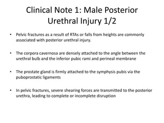 Applied anatomy of the prostate and seminal vesicles | PPTX