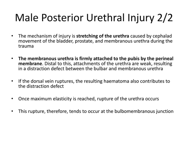 Applied anatomy of the prostate and seminal vesicles | PPTX